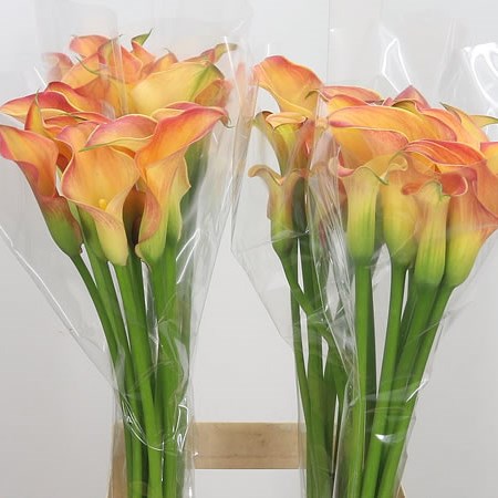 Calla Lily Morning Sun 60cm | Wholesale Dutch Flowers & Florist Supplies UK