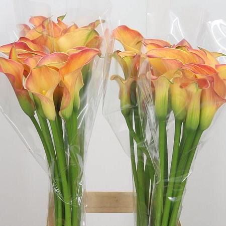 Calla Lily Morning Sun 70cm | Wholesale Dutch Flowers & Florist Supplies UK