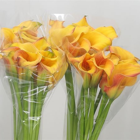 Calla Lily Morning Sun 80cm | Wholesale Dutch Flowers & Florist Supplies UK