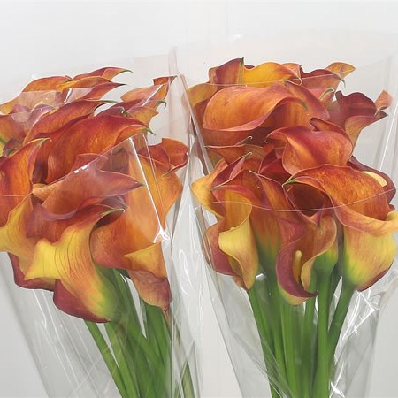 Calla Lily Orange Beauty 80cm | Wholesale Dutch Flowers & Florist ...