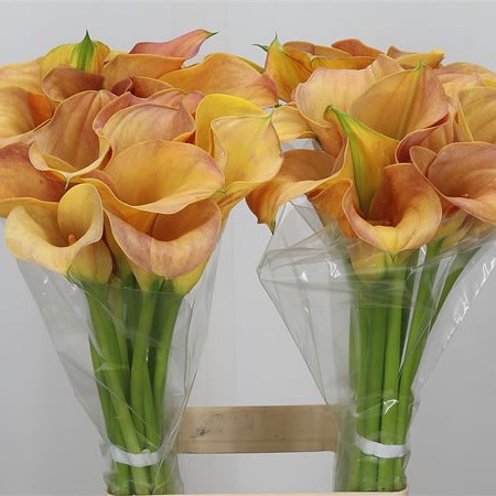 Calla Lily Orange Tycoon 70cm | Wholesale Dutch Flowers & Florist ...