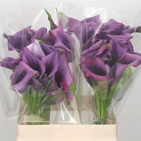 Calla Lily Paco 40cm | Wholesale Dutch Flowers & Florist Supplies UK