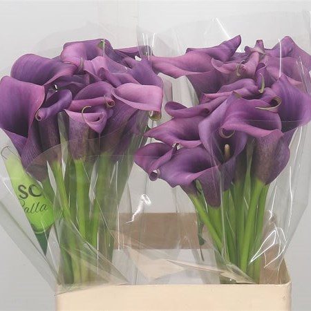 Calla Lily Paco 60cm | Wholesale Dutch Flowers & Florist Supplies UK
