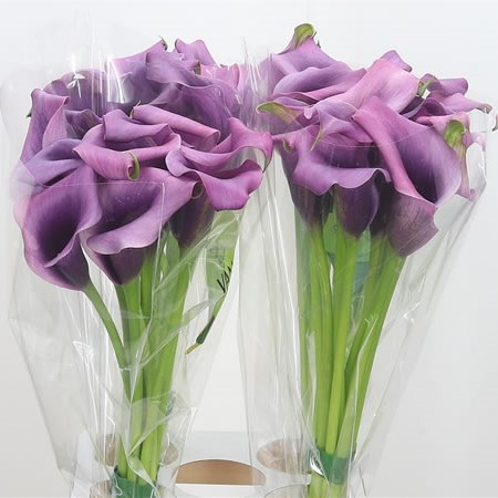 Calla Lily Paco 70cm | Wholesale Dutch Flowers & Florist Supplies UK
