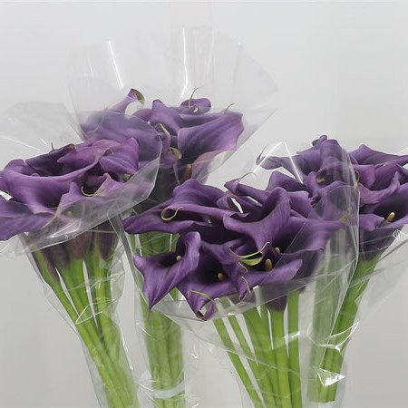 Calla Lily Paco 80cm | Wholesale Dutch Flowers & Florist Supplies UK