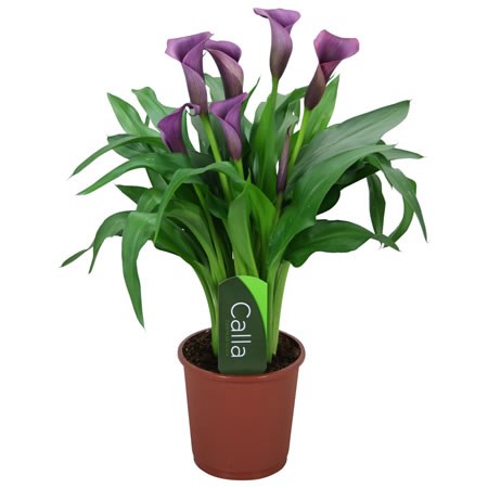 Calla Lily Paco Plant 13cm Pot | Wholesale Dutch Flowers & Florist ...