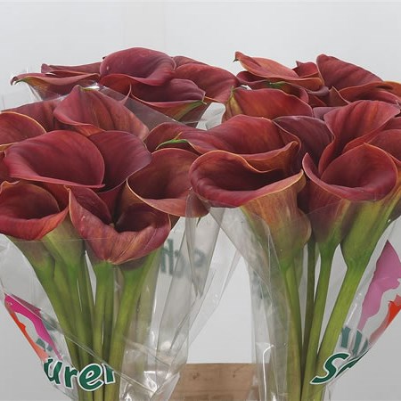 Calla Lily Red Alert 70cm | Wholesale Dutch Flowers & Florist Supplies UK