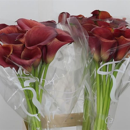Calla Lily Red Pulse 70cm | Wholesale Dutch Flowers & Florist Supplies UK