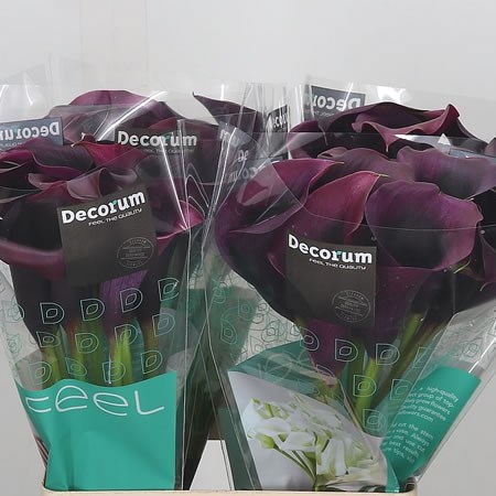 Calla Lily Rudolph 40cm | Wholesale Dutch Flowers & Florist Supplies UK