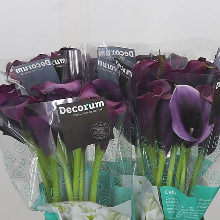 Calla Lily Rudolph 45cm | Wholesale Dutch Flowers & Florist Supplies UK