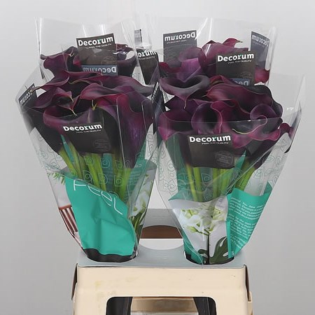 Calla Lily Rudolph 50cm | Wholesale Dutch Flowers & Florist Supplies UK