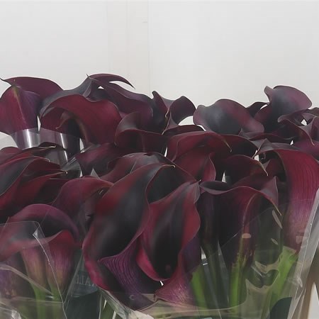 Calla Lily Rudolph 55cm | Wholesale Dutch Flowers & Florist Supplies UK
