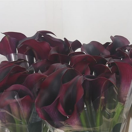 Calla Lily Rudolph 65cm | Wholesale Dutch Flowers & Florist Supplies UK