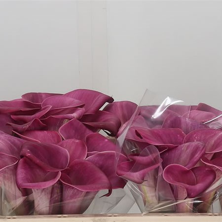 Calla Lily Sumatra 50cm | Wholesale Dutch Flowers & Florist Supplies UK