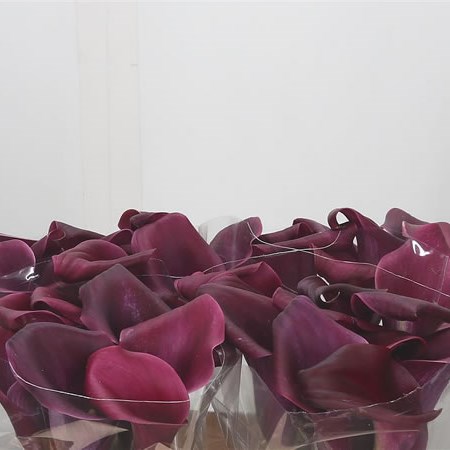 Calla Lily Sumatra 55cm | Wholesale Dutch Flowers & Florist Supplies UK