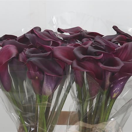 Calla Lily Sumatra 65cm | Wholesale Dutch Flowers & Florist Supplies UK
