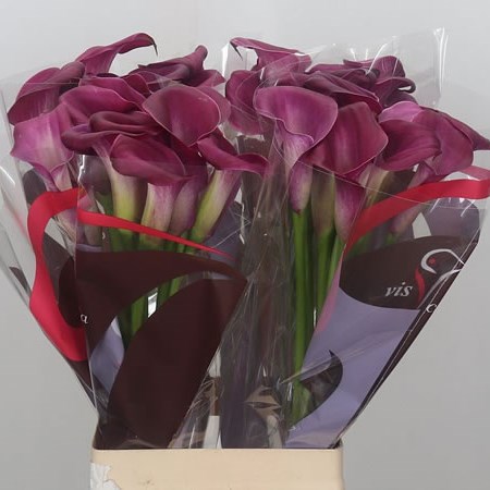 Calla Lily Sumatra 70cm | Wholesale Dutch Flowers & Florist Supplies UK
