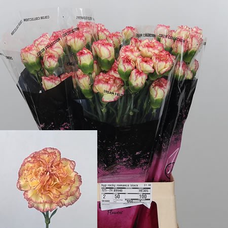 Carnation Ali Baba 65cm | Wholesale Dutch Flowers & Florist Supplies UK