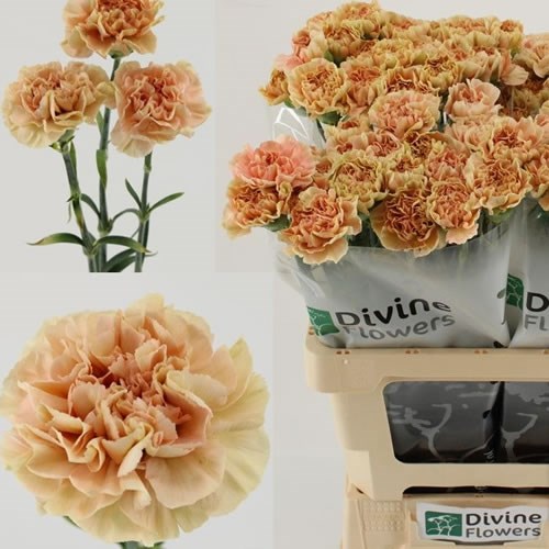 Carnation Apple Jack 60cm | Wholesale Dutch Flowers & Florist Supplies UK