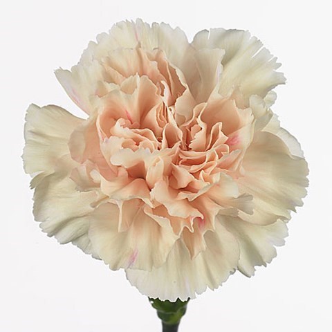 Carnation Apple Tea 65cm | Wholesale Dutch Flowers & Florist Supplies UK