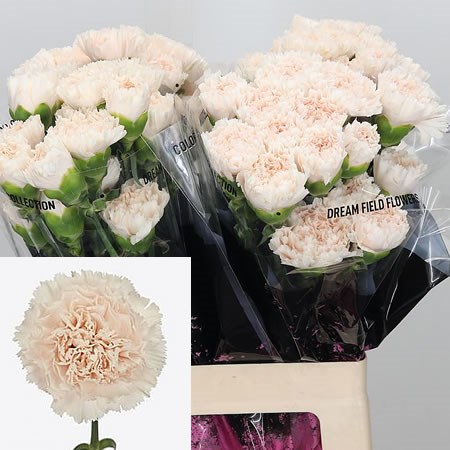 Carnation Brut 70cm | Wholesale Dutch Flowers & Florist Supplies UK