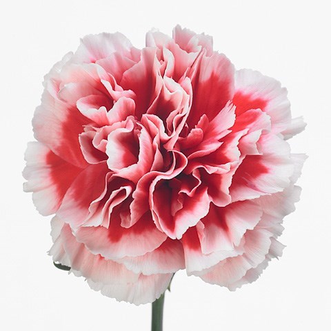 Carnation Cheerio 55cm | Wholesale Dutch Flowers & Florist Supplies UK