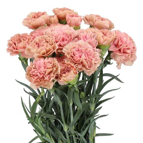 Carnation Copacabana 70cm | Wholesale Dutch Flowers & Florist Supplies UK