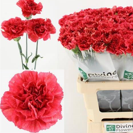 Carnation Creta Dark 60cm | Wholesale Dutch Flowers & Florist Supplies UK