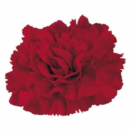 Carnation Crimson Tempo 60cm | Wholesale Dutch Flowers & Florist ...