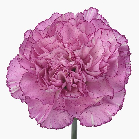Carnation Crono Golem 70cm | Wholesale Dutch Flowers & Florist Supplies UK