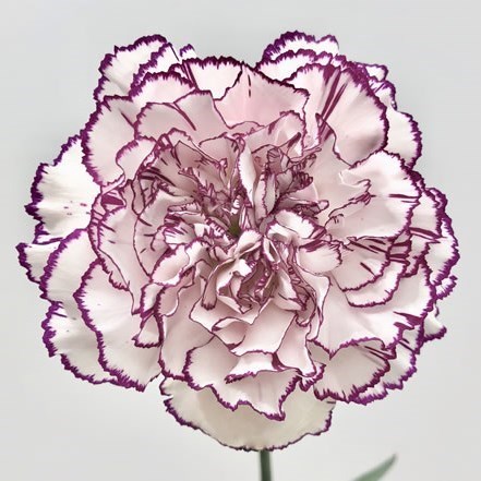 Carnation Damascus 55cm | Wholesale Dutch Flowers & Florist Supplies UK