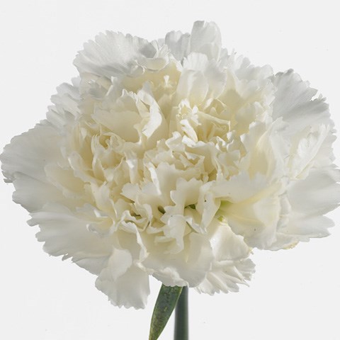 Carnation Delphi 60cm | Wholesale Dutch Flowers & Florist Supplies UK