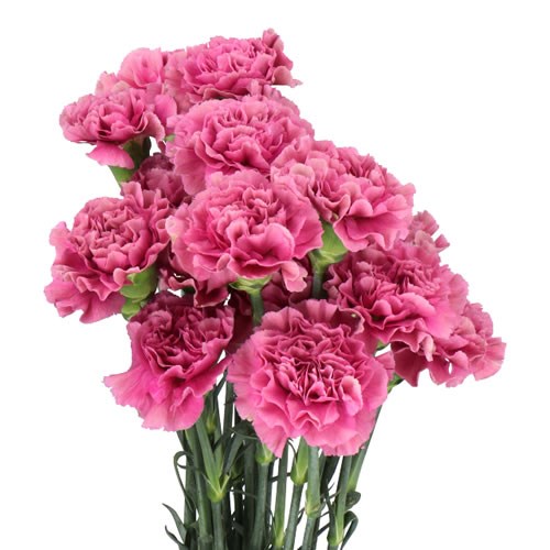 Carnation Edmon 60cm | Wholesale Dutch Flowers & Florist Supplies UK