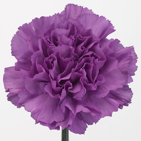 Carnation Florigene Moonlite 65cm | Wholesale Dutch Flowers & Florist ...