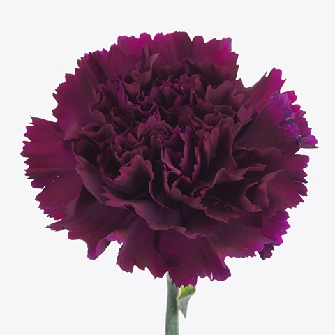 Carnation Florigene Moontea 70cm | Wholesale Dutch Flowers & Florist ...
