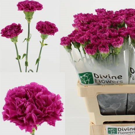 Carnation Frenesi 60cm | Wholesale Dutch Flowers & Florist Supplies UK