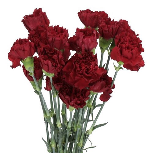 Carnation Grace 70cm | Wholesale Dutch Flowers & Florist Supplies UK