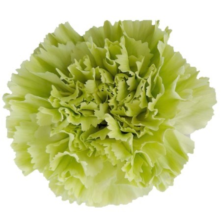 Carnation Green | Wholesale Flowers & Florist Supplies UK | Dianthus