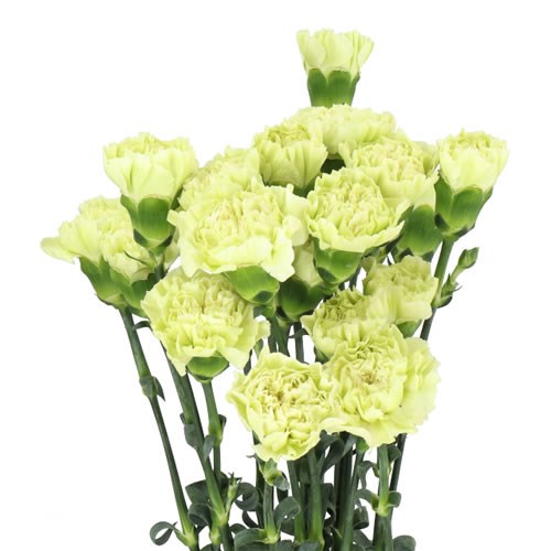 Carnation Lege Verde 65cm | Wholesale Dutch Flowers & Florist Supplies UK