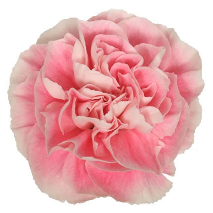 Carnation Magic Apple Tea 58cm | Wholesale Dutch Flowers & Florist ...