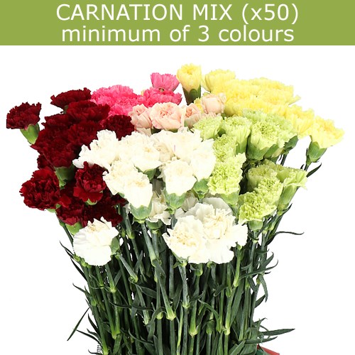 Carnation Mix 65cm | Wholesale Flowers & Florist Supplies UK | Dianthus