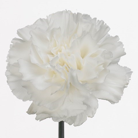 Carnation Moonlight 55cm | Wholesale Dutch Flowers & Florist Supplies UK