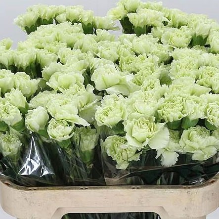 Carnation Prado Mint 55cm | Wholesale Dutch Flowers & Florist Supplies UK