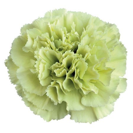 Carnation Prado Mint 70cm | Wholesale Dutch Flowers & Florist Supplies UK