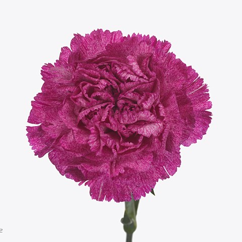 Carnation Purple Pixel 70cm | Wholesale Dutch Flowers & Florist Supplies UK