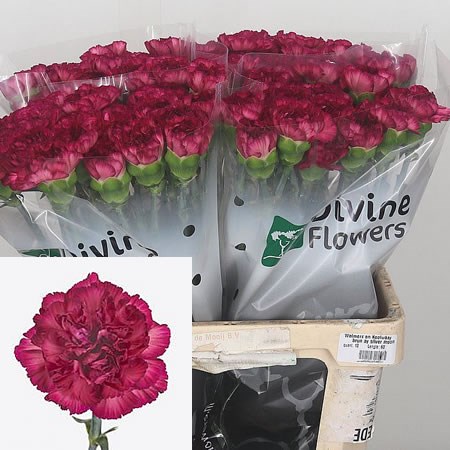 Carnation Purple Sky 60cm | Wholesale Dutch Flowers & Florist Supplies UK