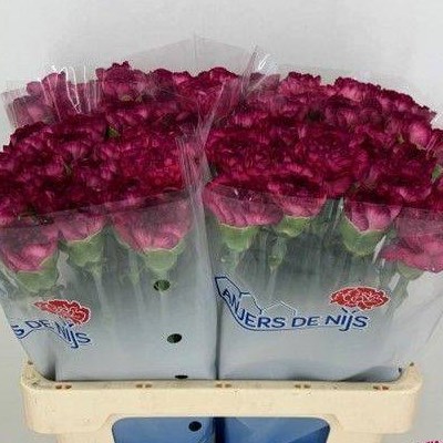 Carnation Purple Storm 60cm | Wholesale Dutch Flowers & Florist Supplies UK