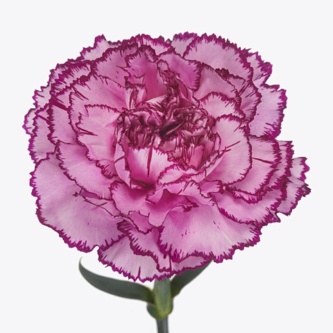 Carnation Royal Damascus 60cm | Wholesale Dutch Flowers & Florist ...