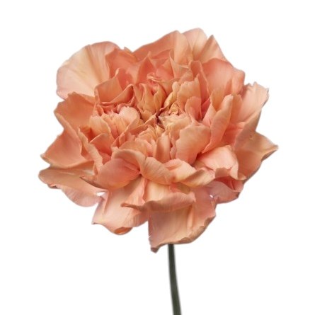 Carnation Saona 65cm | Wholesale Dutch Flowers & Florist Supplies UK