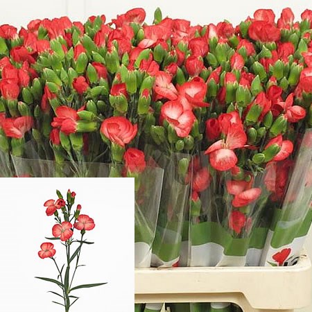 Carnation Spr. Solomio Esli 60cm | Wholesale Dutch Flowers & Florist ...